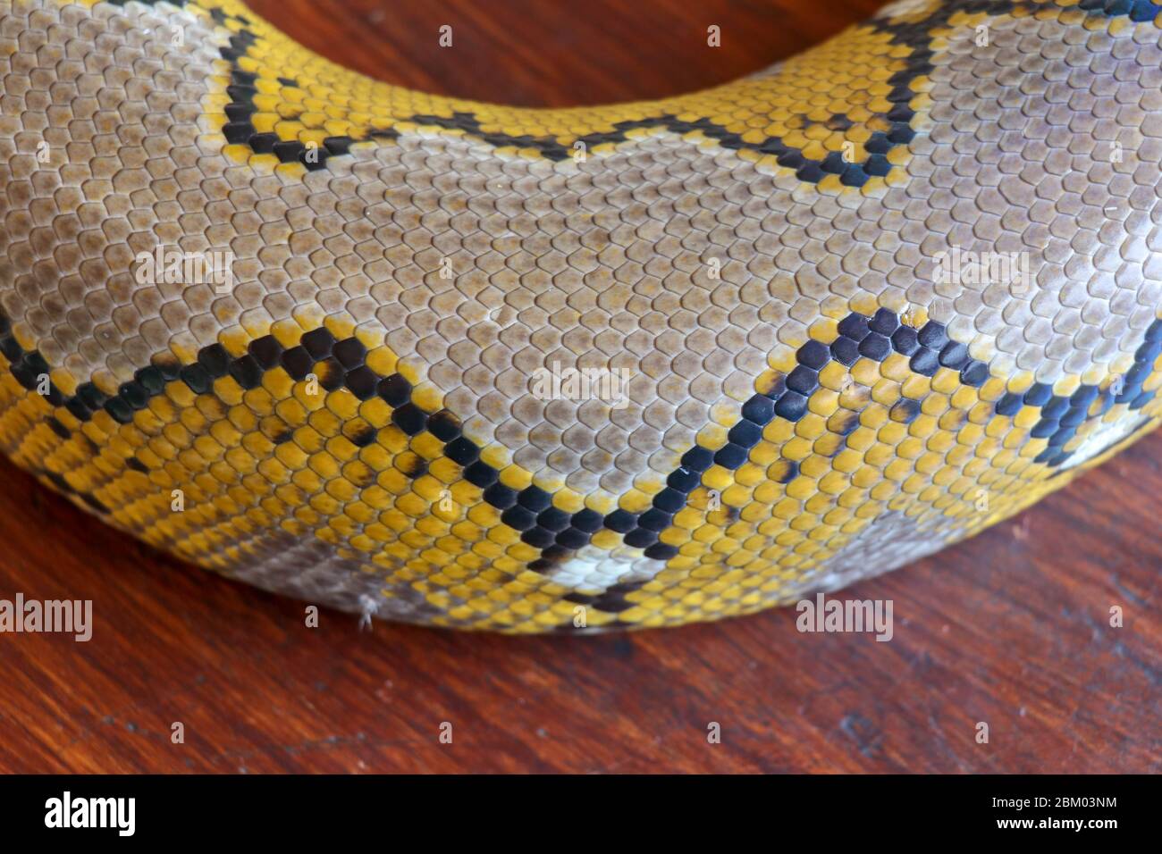 Close up of snake skin texture use for background. reticulated python ...