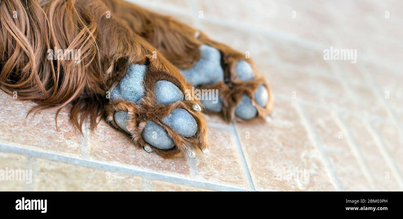 Cute dog paws close-up - web banner with copy space Stock Photo - Alamy