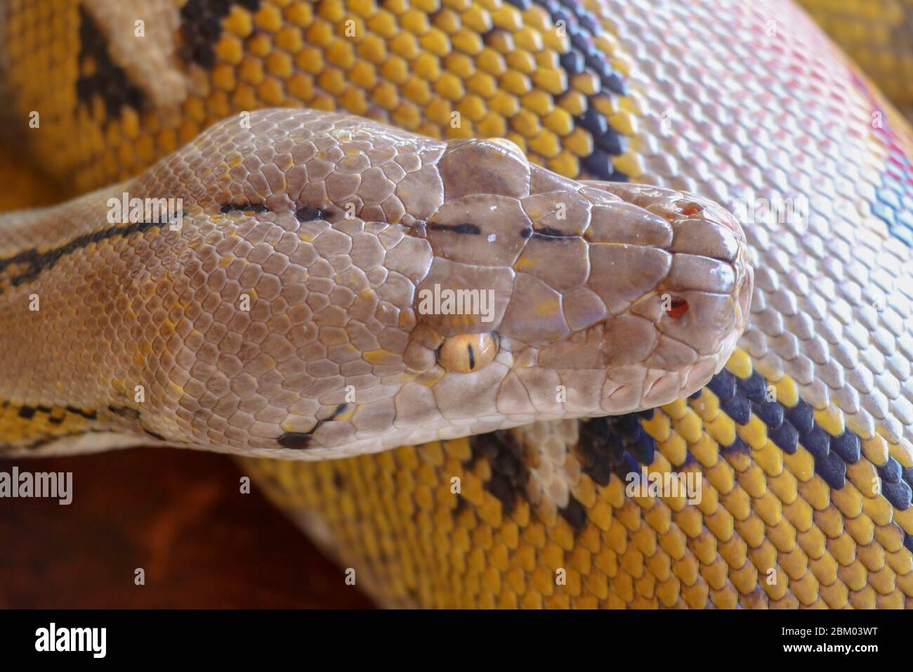 Portrait of a Albino reticulated python snake. Beautiful reptile ...