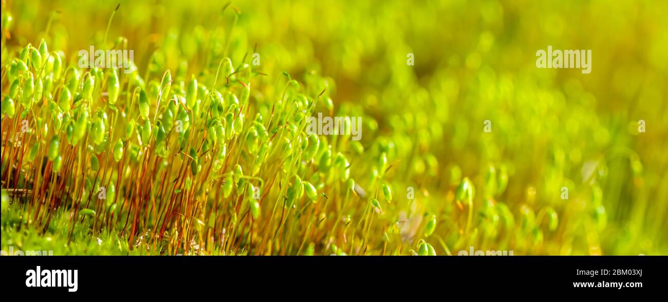 Macro picture beautiful moss hi-res stock photography and images - Alamy