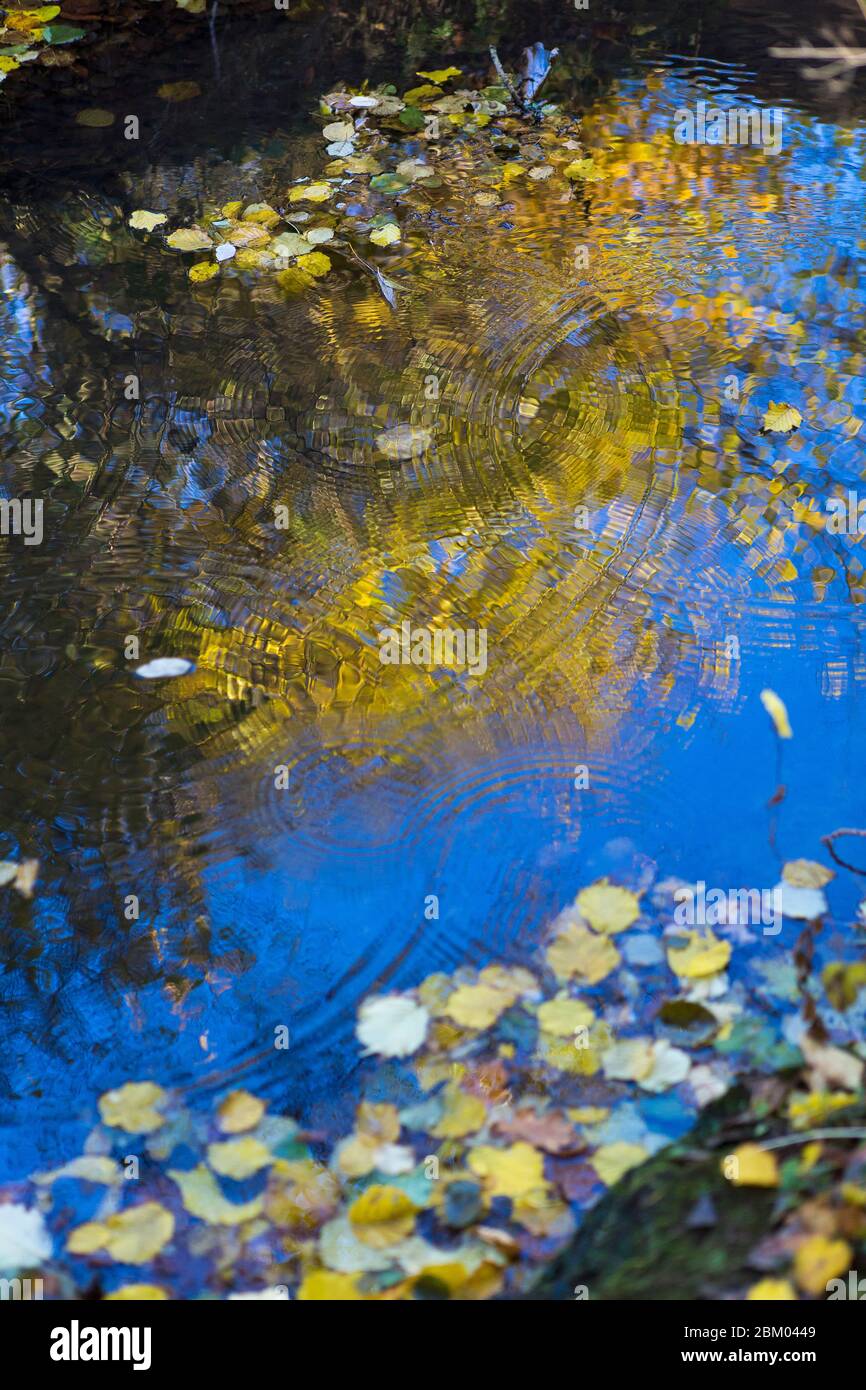Floating leaves and ripples in the water at the lake hi-res stock ...