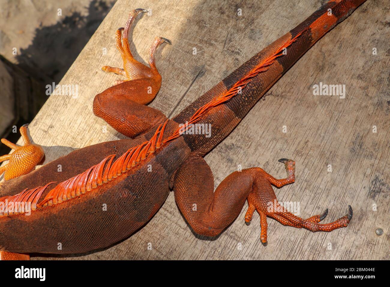 Leg of newt hi-res stock photography and images - Alamy