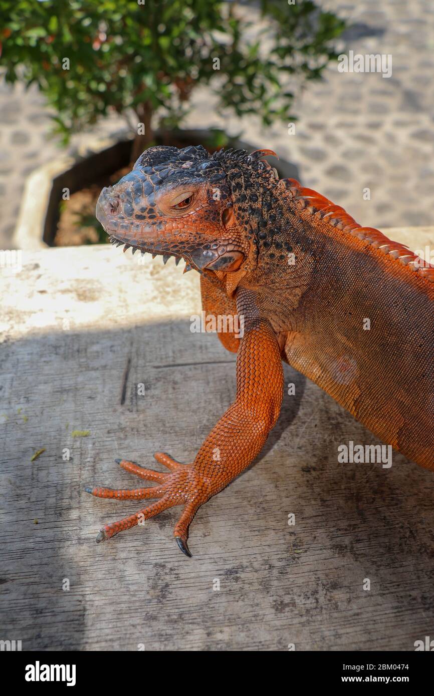 Portrait side view Red iguana on the wood. Focus on head and front of ...