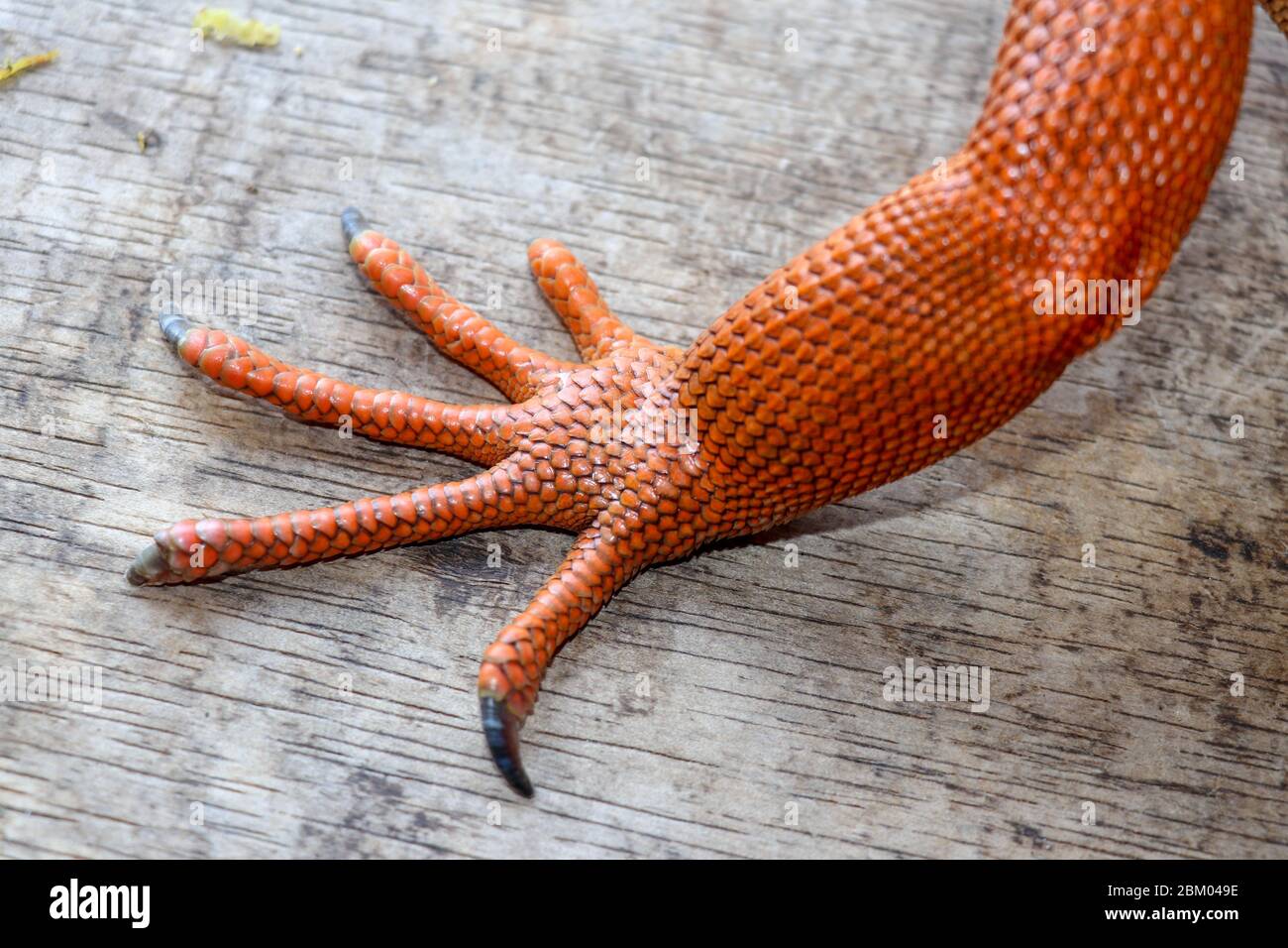 Dragon foot claws hi-res stock photography and images - Alamy