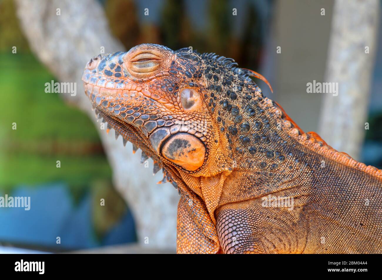 Portrait side view Red iguana on the wood. Focus on head and front of ...