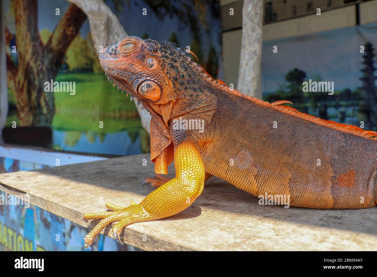 Portrait side view Red iguana on the wood. Focus on head and front of ...
