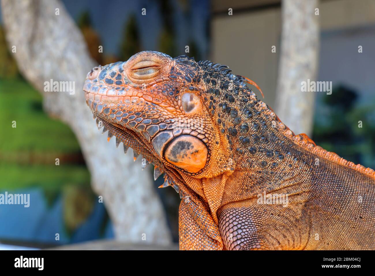 Close-up portrait of curious Iguana reptile. Portrait side view to ...