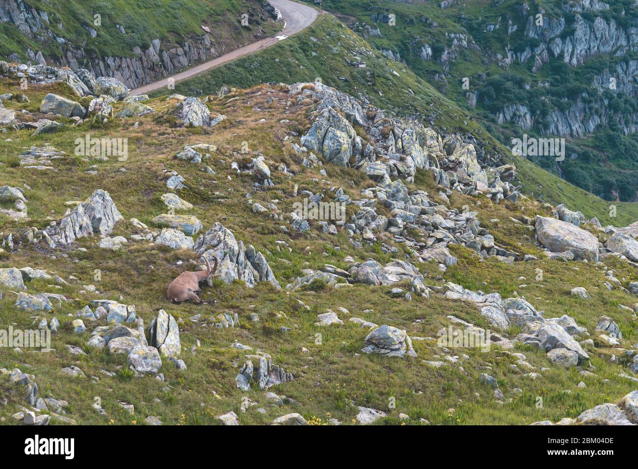Swiss Wildlife High Resolution Stock Photography and Images - Alamy