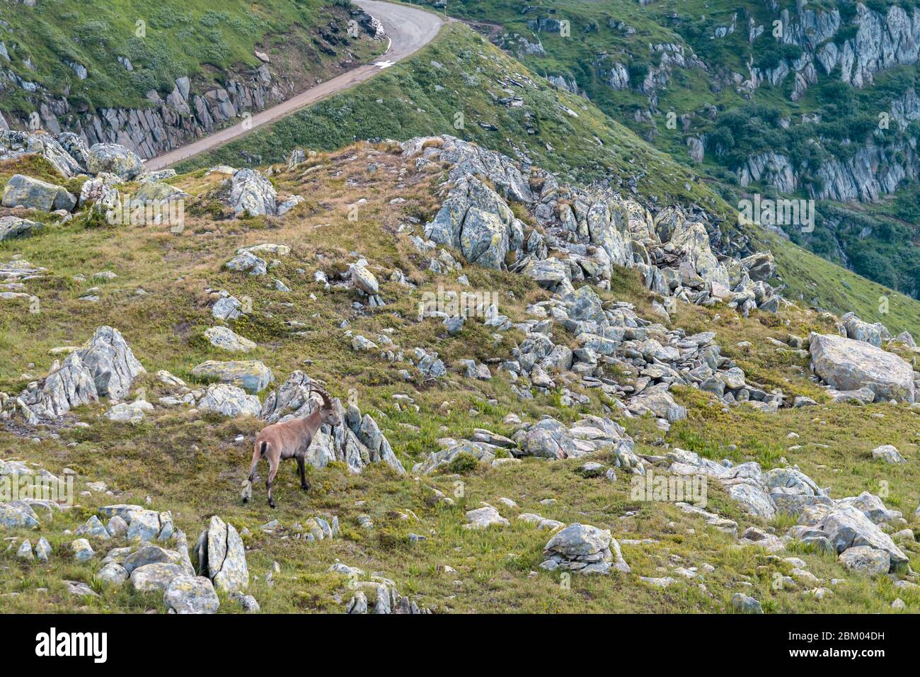 Swiss Wildlife High Resolution Stock Photography and Images - Alamy