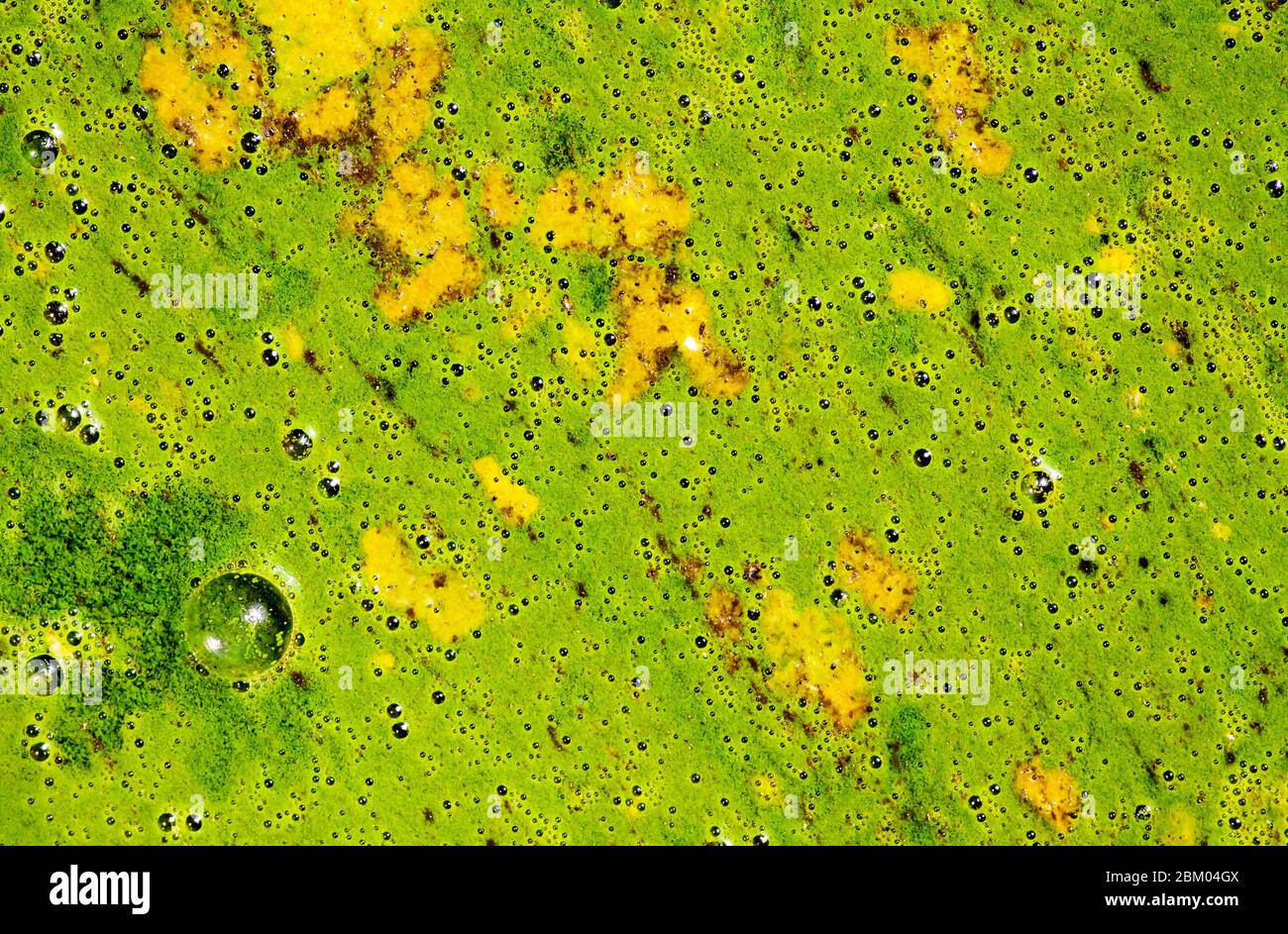 Green abstract mossy water, duckweed background with bubbles Stock ...
