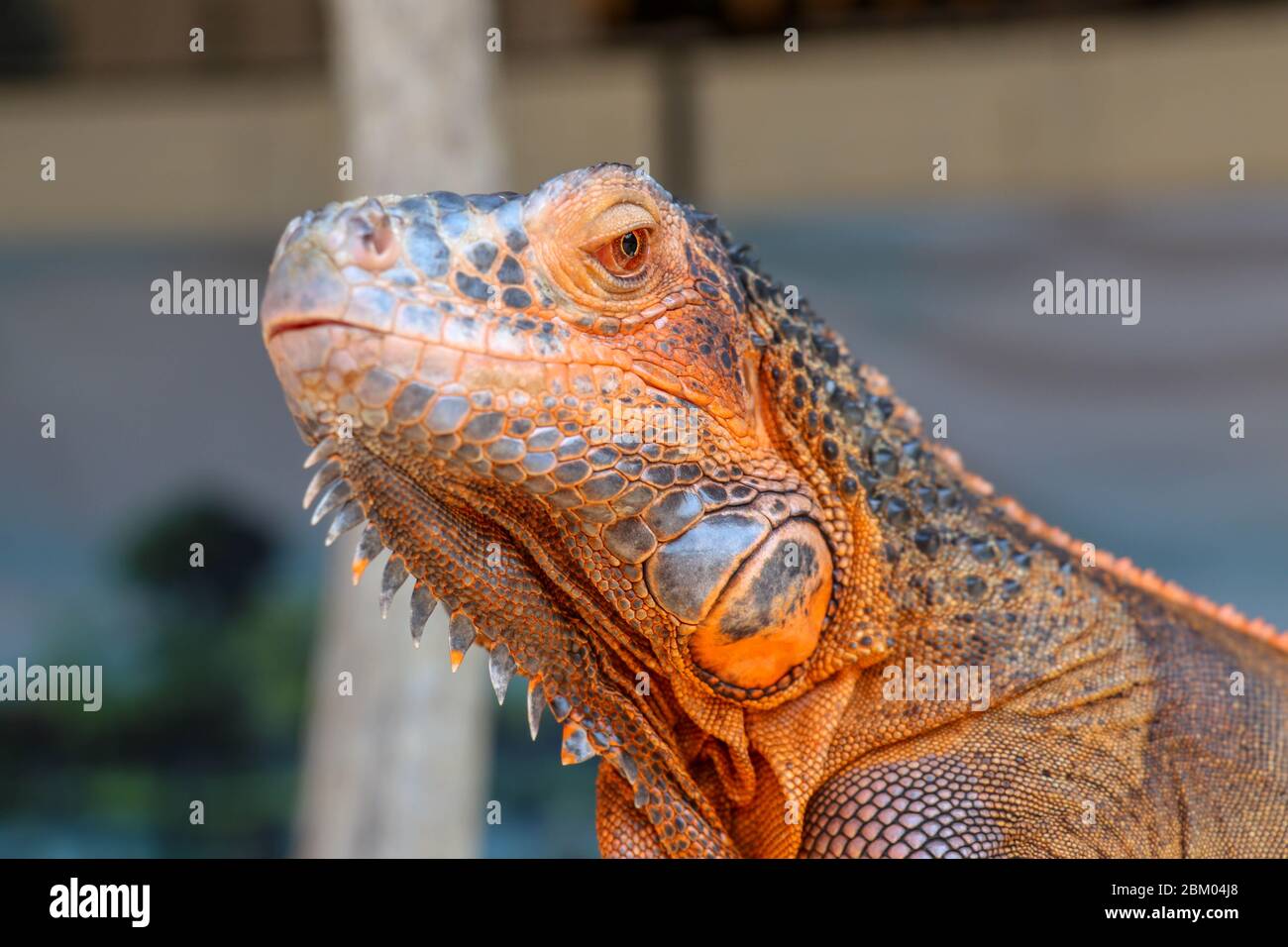 Close-up portrait of curious Iguana reptile. Iguane lizard portrait ...