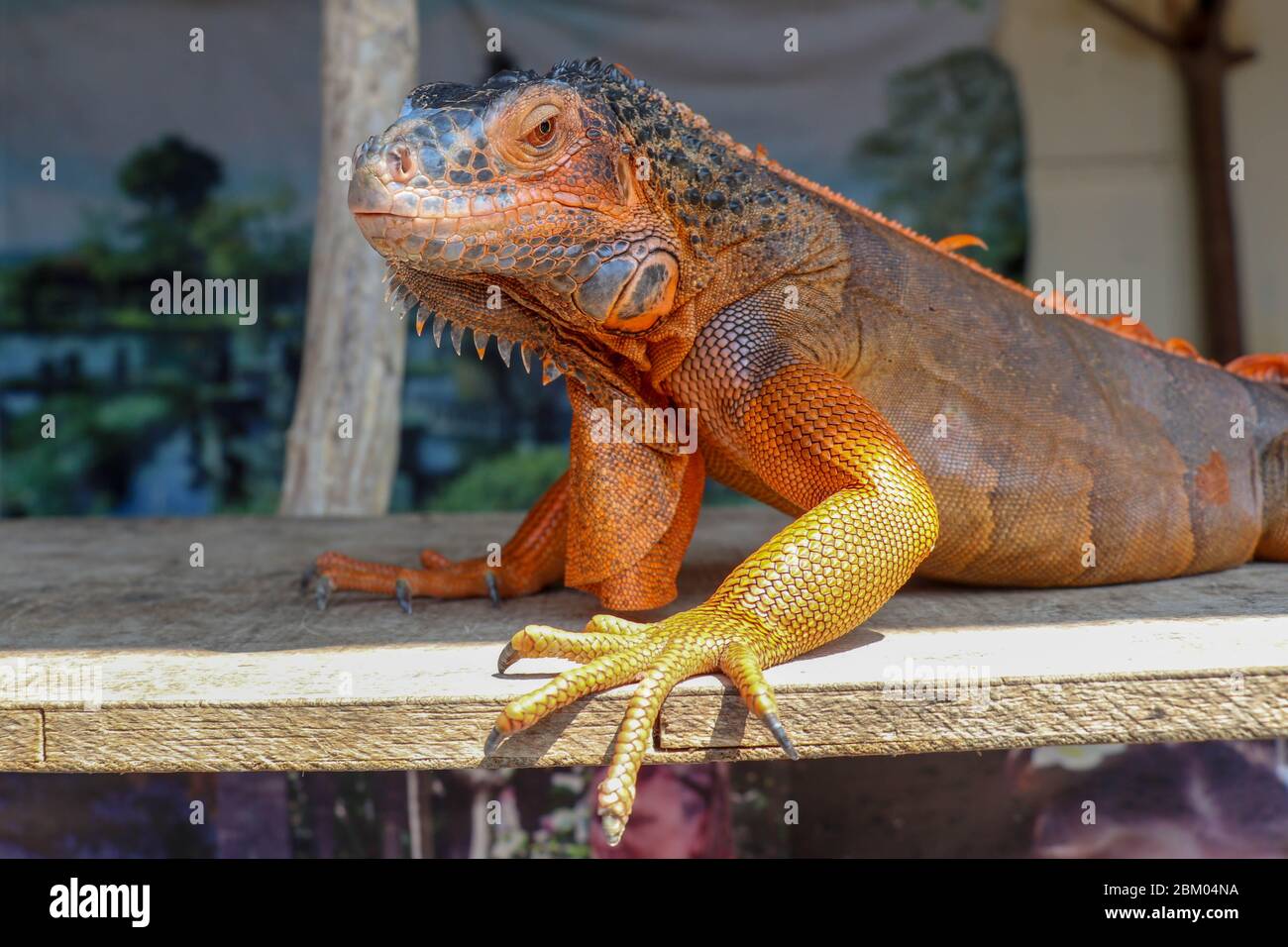 Portrait side view Red iguana on the wood. Focus on head and front of ...
