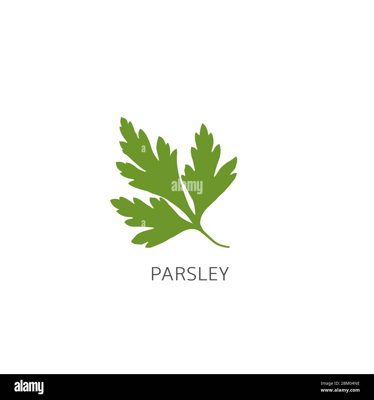 Parsley Vector illustration Stock Vector Image & Art - Alamy