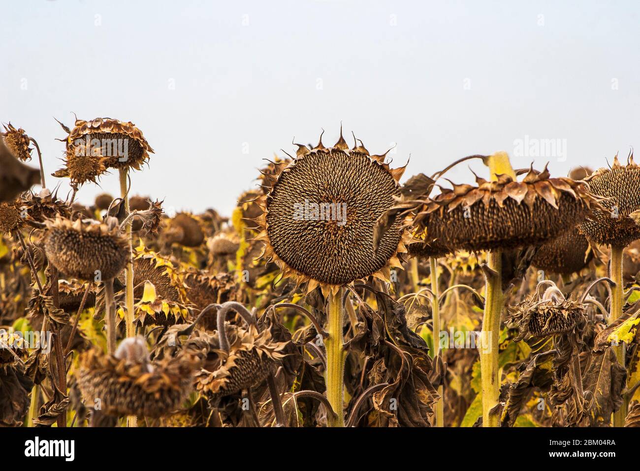 Field of mature dried sunflowers ready for harvesting in Sredna Gora ...
