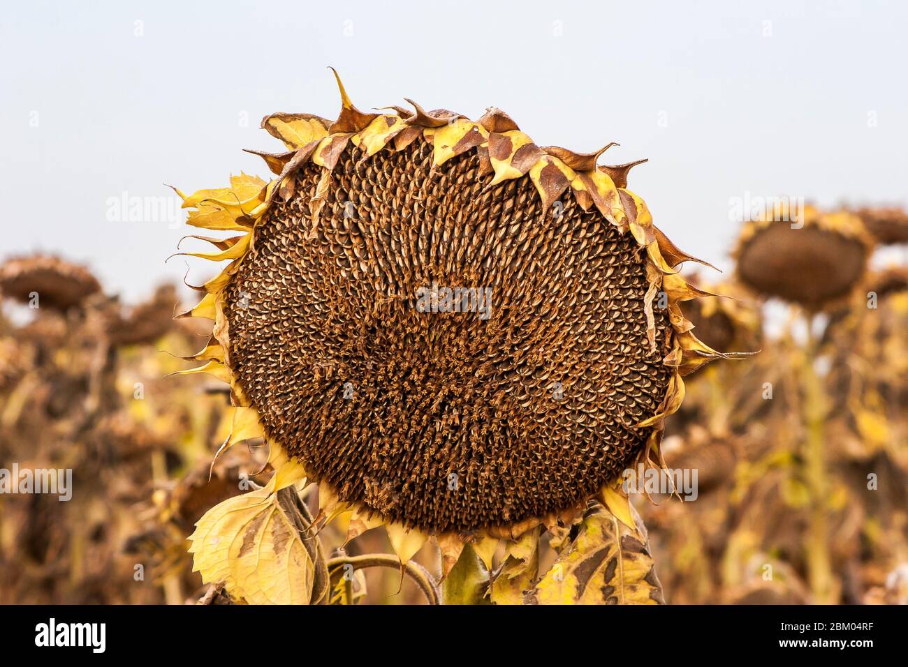 Field of mature dried sunflowers ready for harvesting in Sredna Gora ...