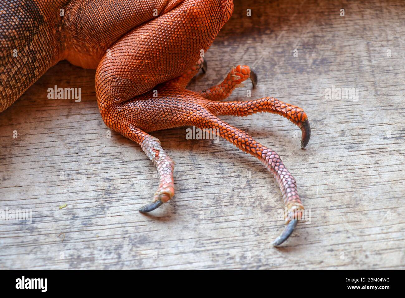 Hind leg claws hi-res stock photography and images - Alamy