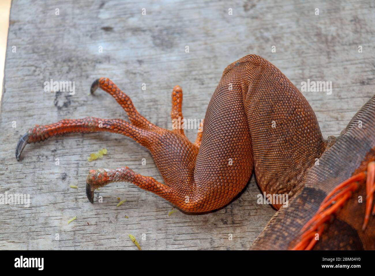 Close up on hind leg with long sharp claws of tropical reptile Red ...