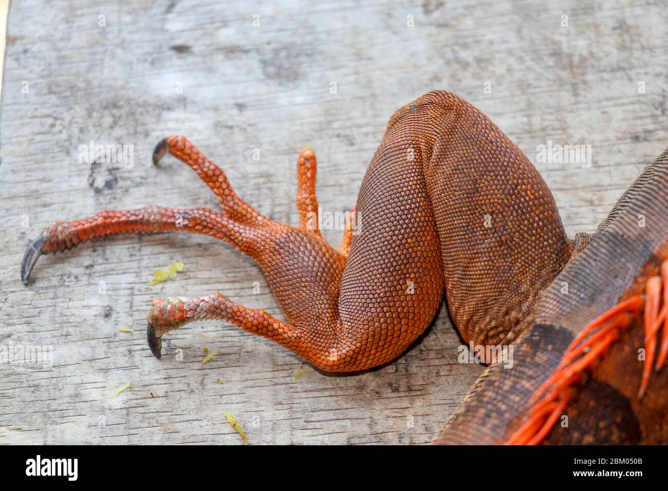 Hind Leg Claws High Resolution Stock Photography and Images - Alamy