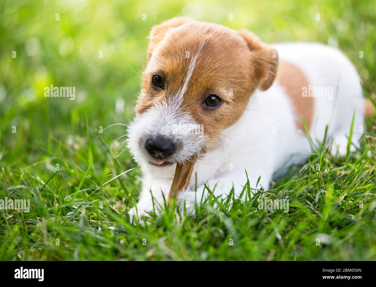 Happy healthy Jack Russell Terrier dog puppy chewing bone for cleaning ...