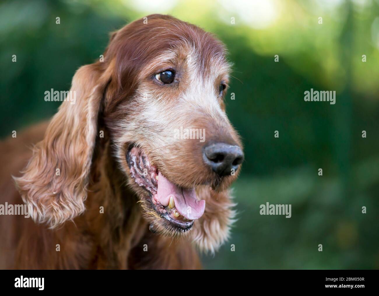 Beautiful cute old Irish Setter dog smiling - head close-up Stock Photo ...