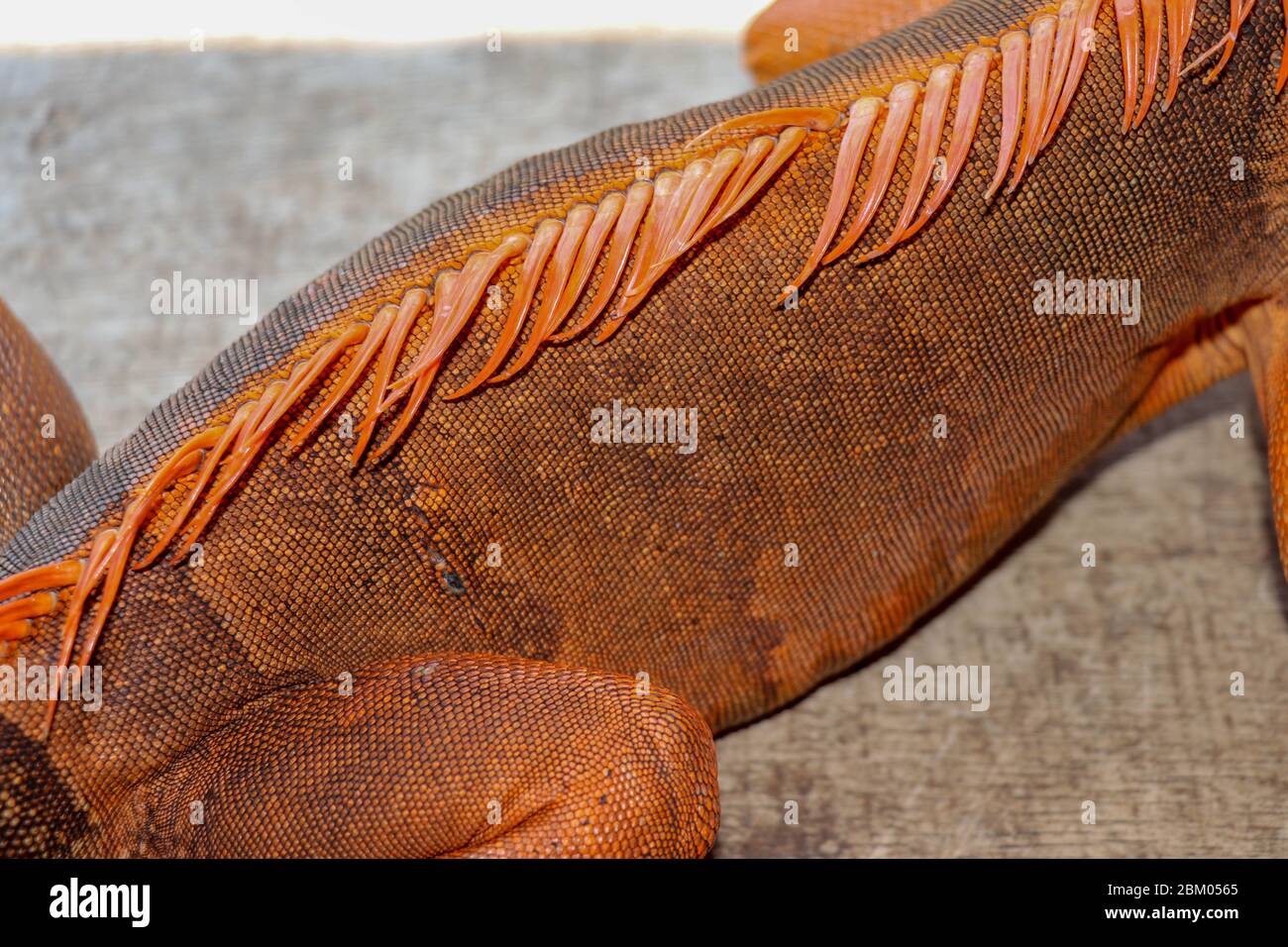 Close up of the scaly skin of a tropical reptile Red Iguana. Best and ...