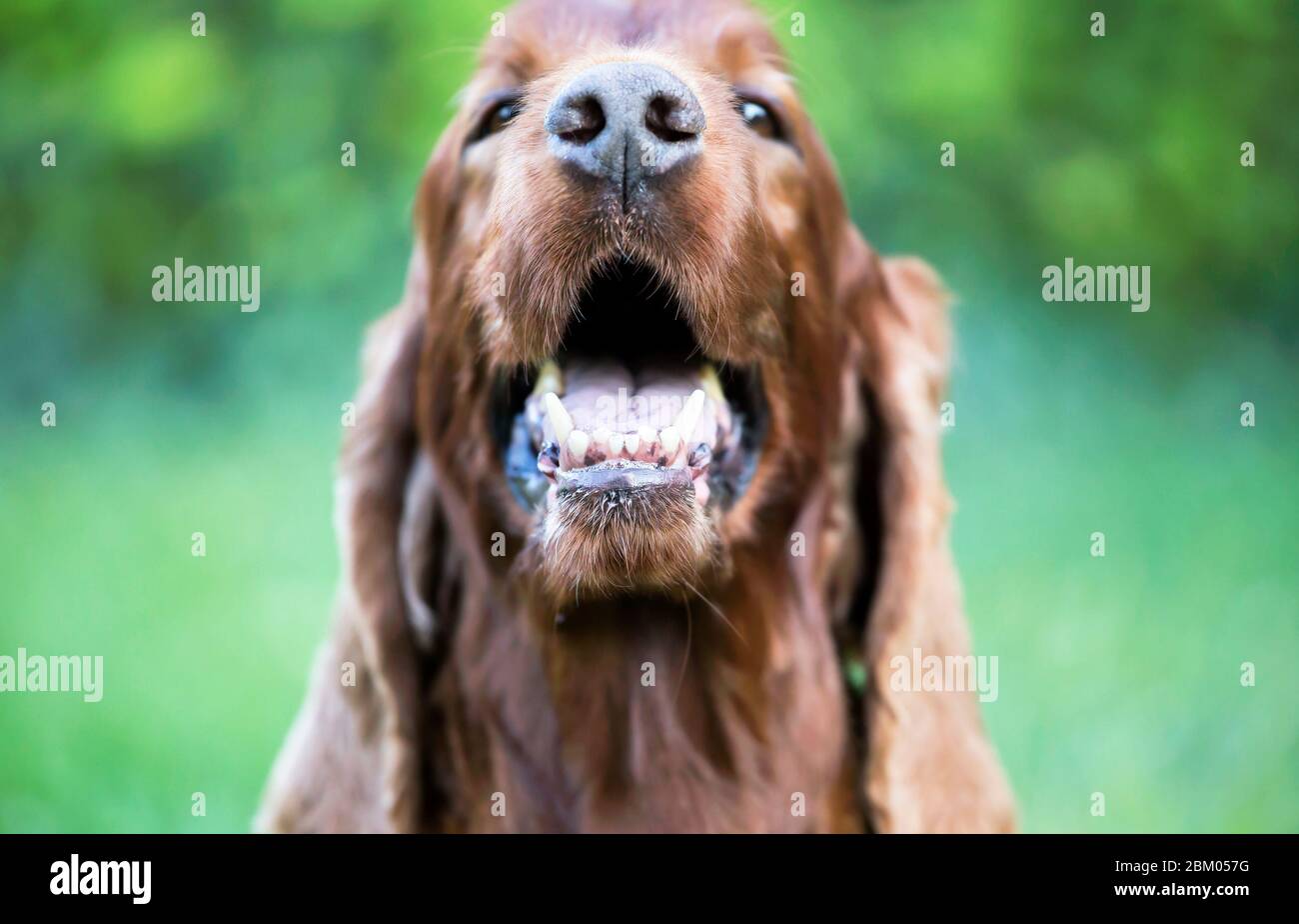 Smiling cute happy pet Irish Setter dog showing his teeth Stock Photo ...