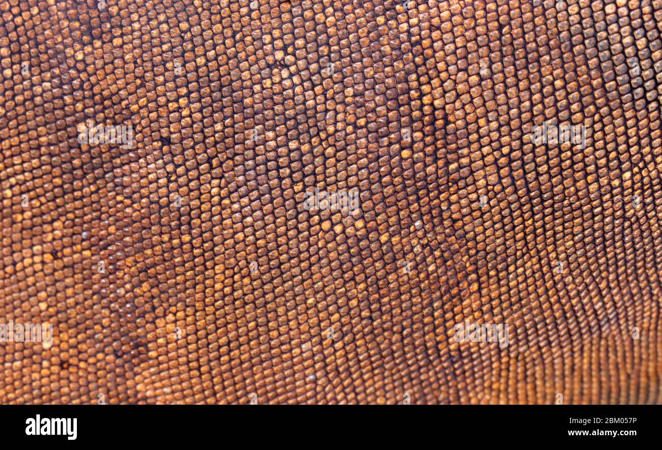 Close up of the scaly skin of a tropical reptile Red Iguana. Best and ...