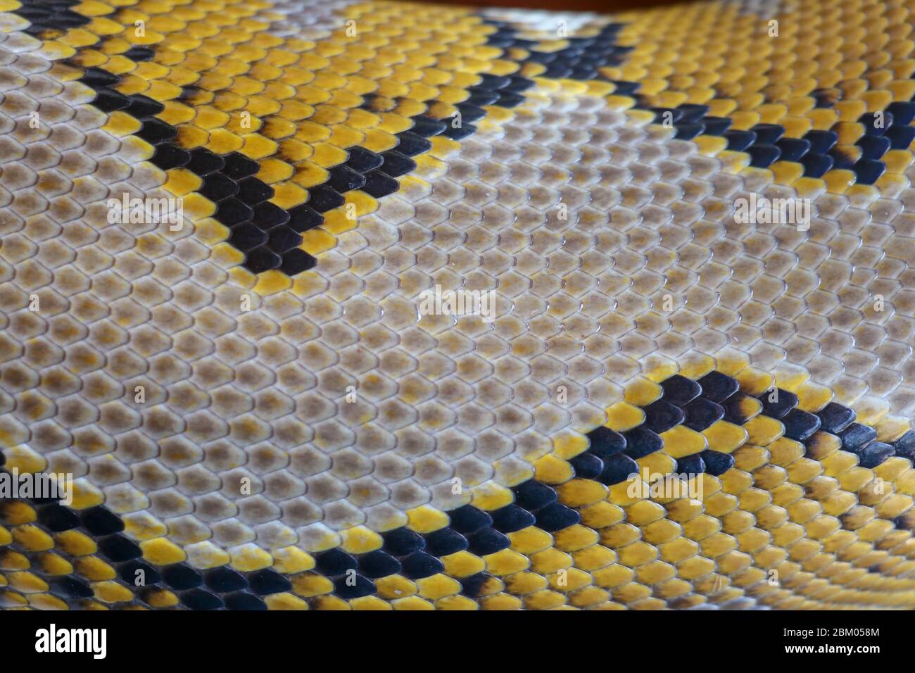 Close up of snake skin texture use for background. reticulated python ...
