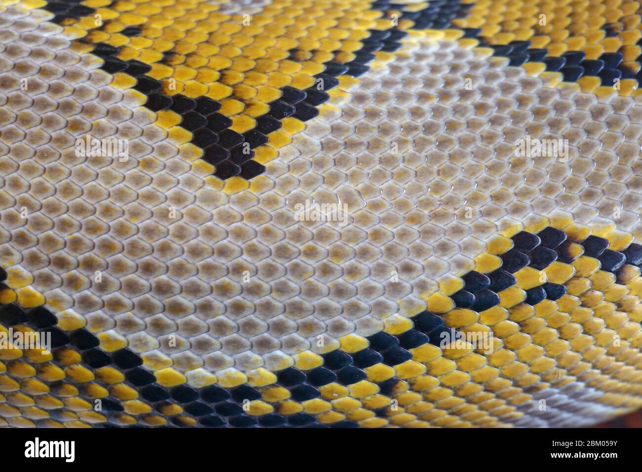 Close up of snake skin texture use for background. reticulated python ...