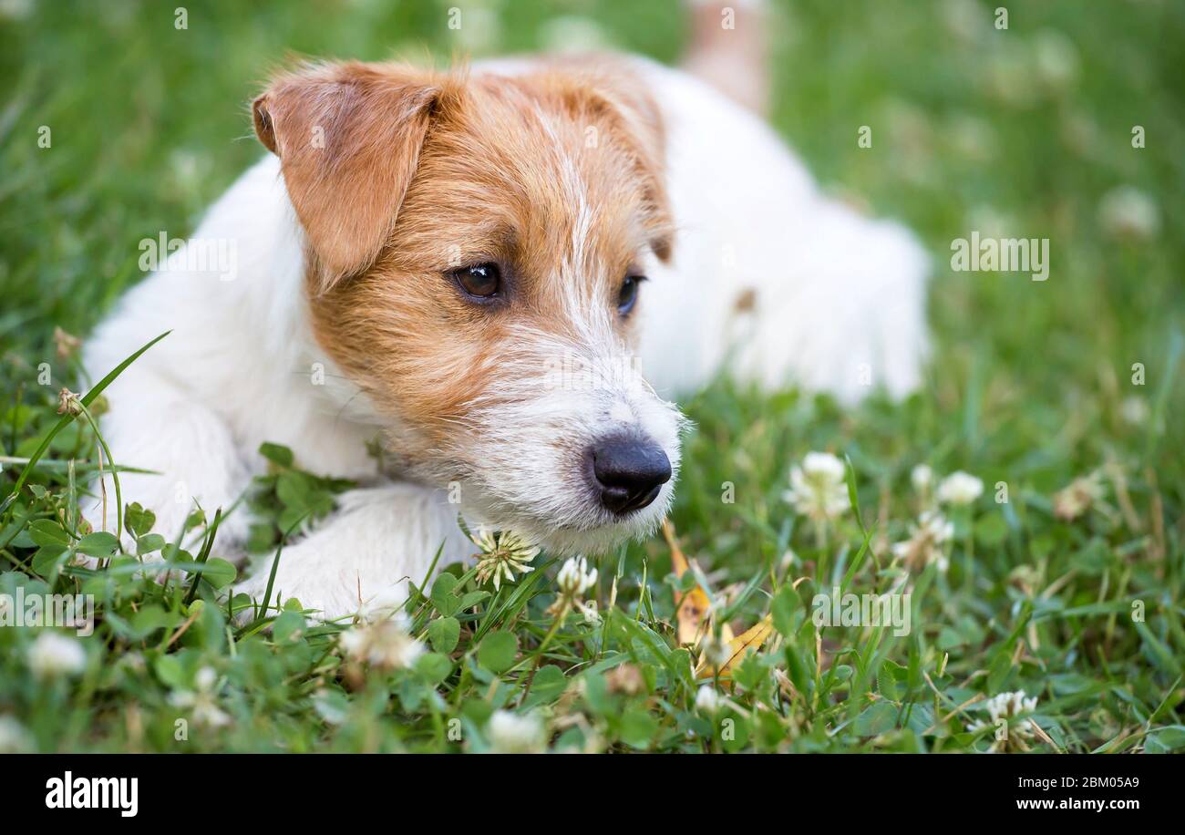 Pet care concept - happy healthy jack russell terrier dog puppy lying ...