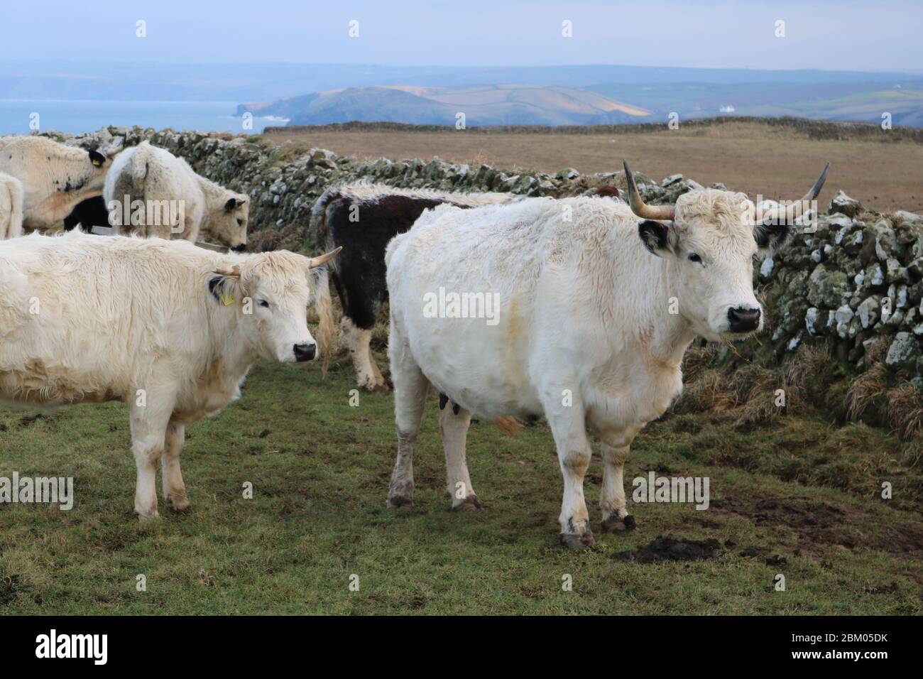 Drystone wall cornwall hi-res stock photography and images - Alamy