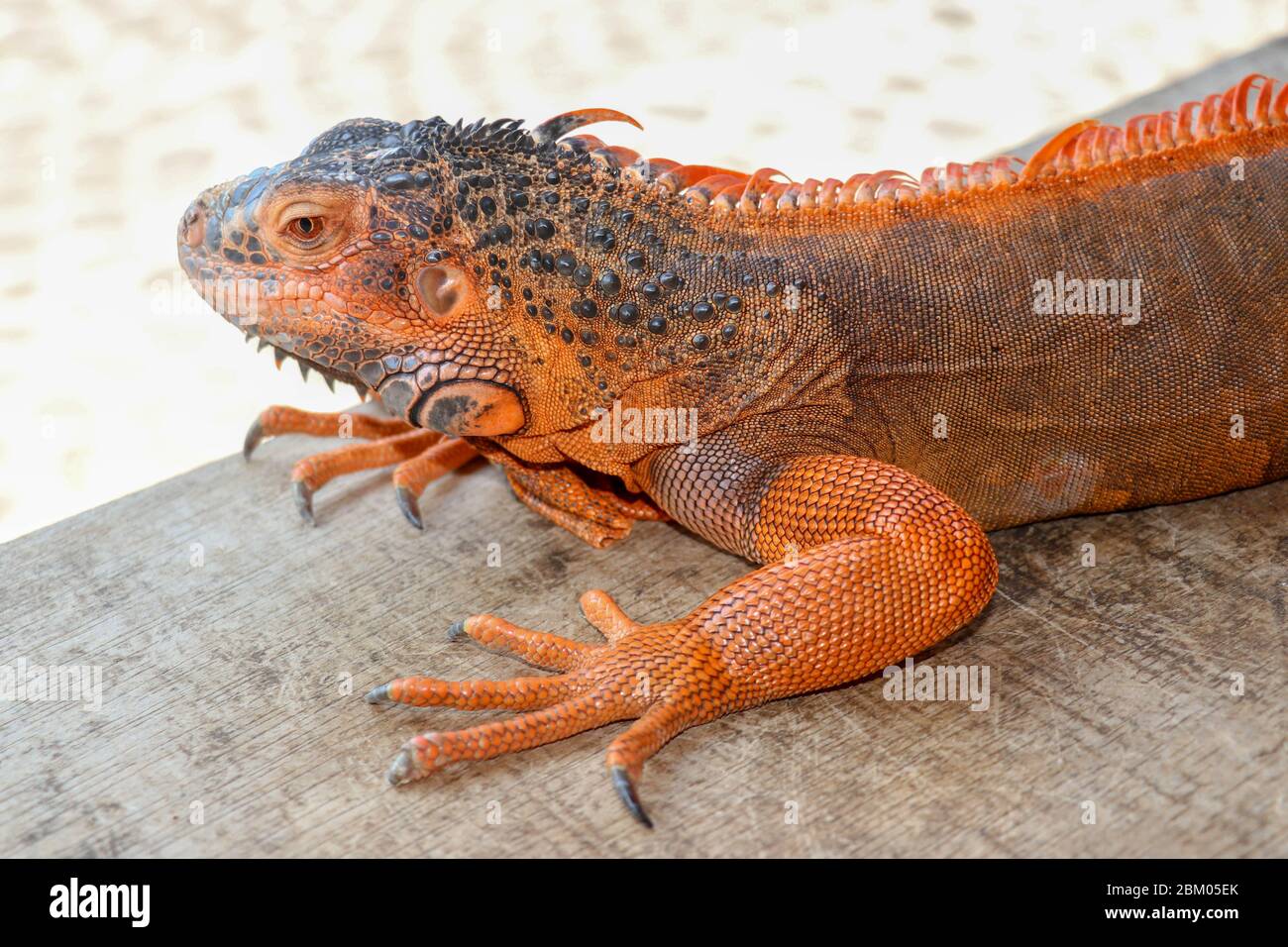 Portrait side view Red iguana on the wood. Focus on head and front of ...