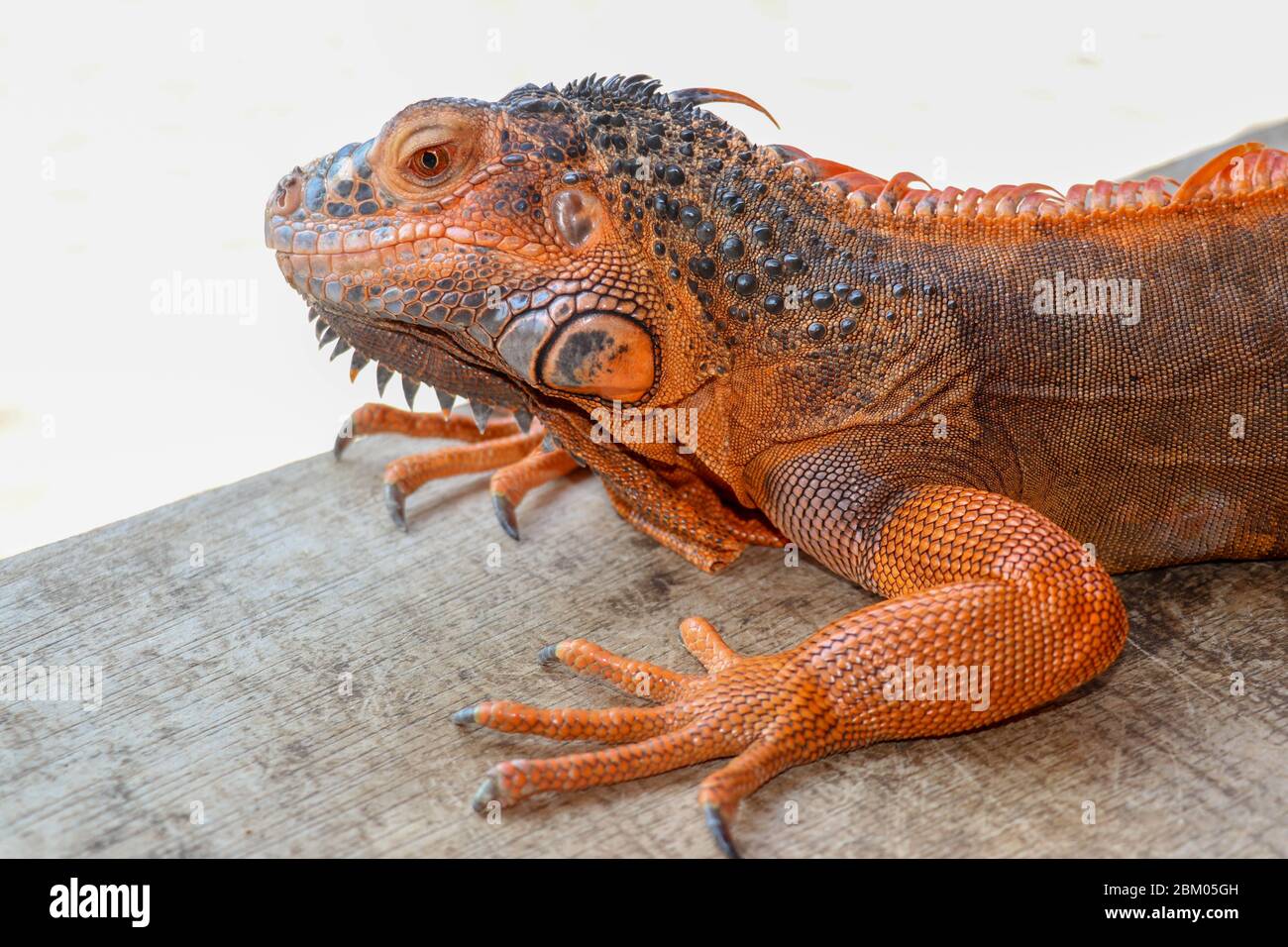 Portrait side view Red iguana on the wood. Focus on head and front of ...