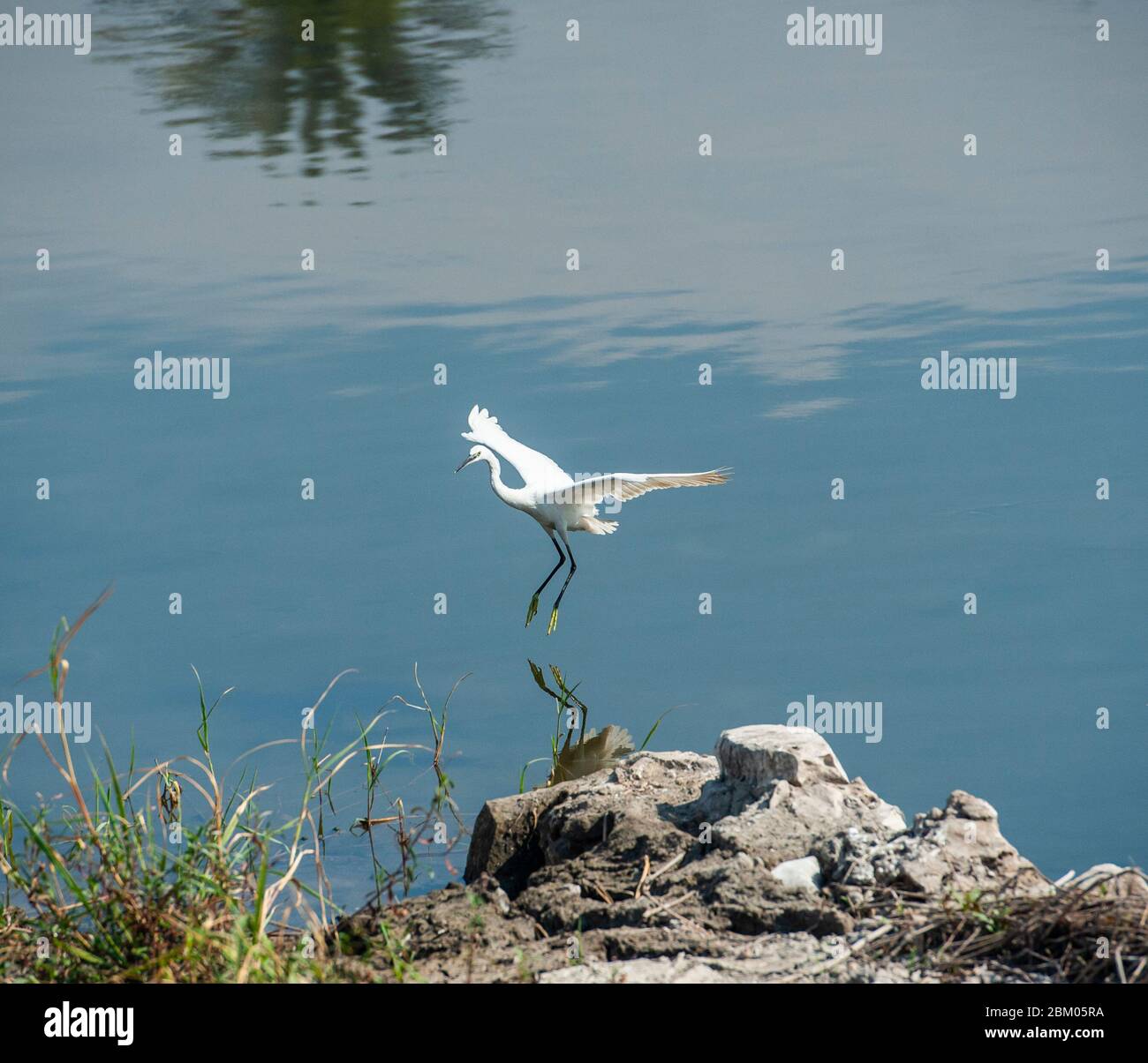 Little egret egretta garzetta wild bird landing on reeds in shallow ...