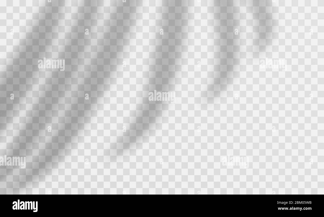 Palm shadow transparent overlay. Vector palm leaves overlay Stock ...