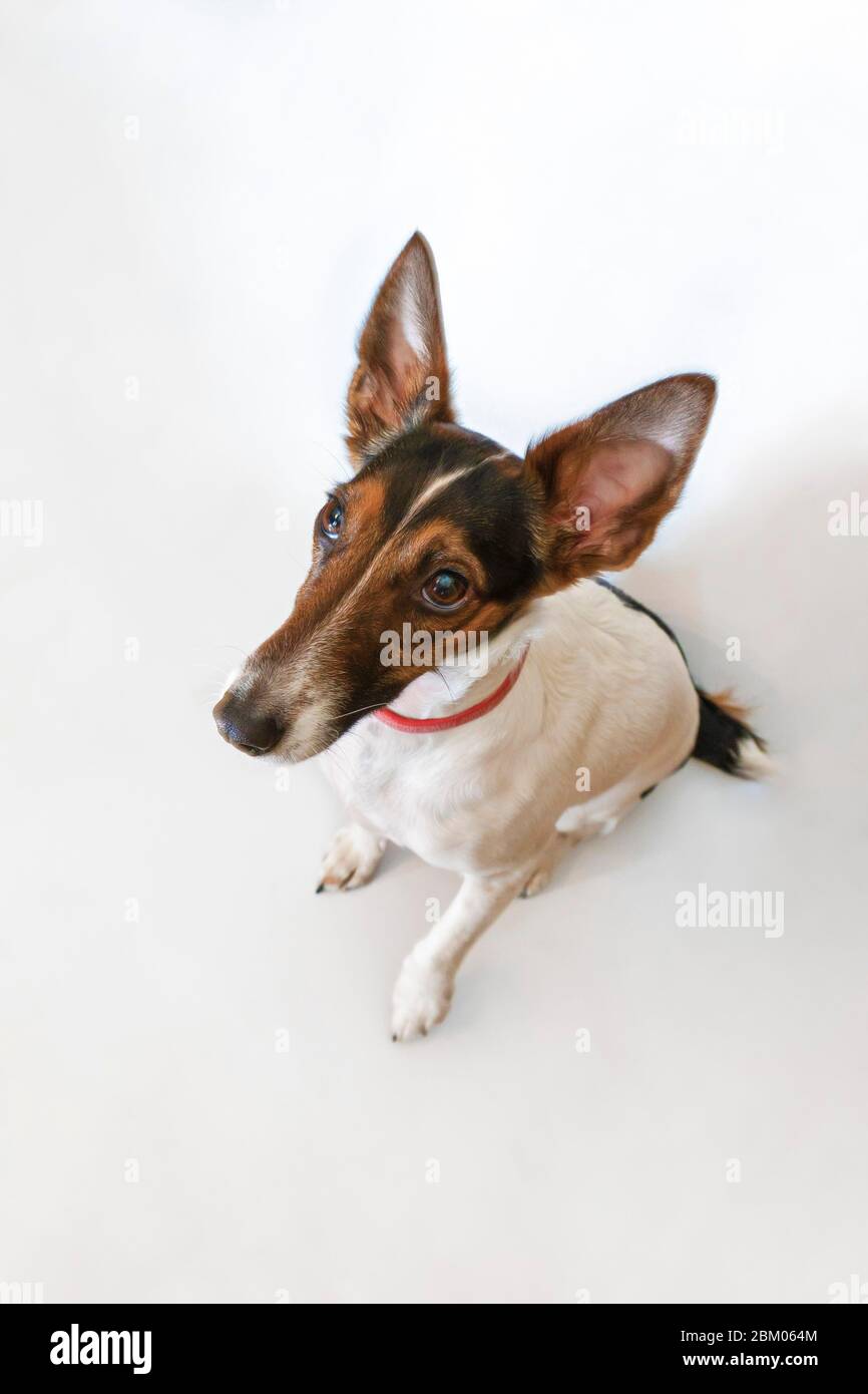 Parson russell terrier dog with erect ears. Funny face with a question ...
