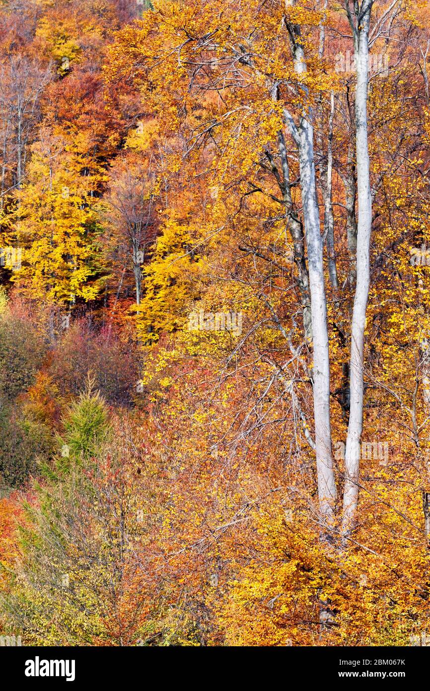 Beautiful autumn trees in the forest, vertical background Stock Photo ...