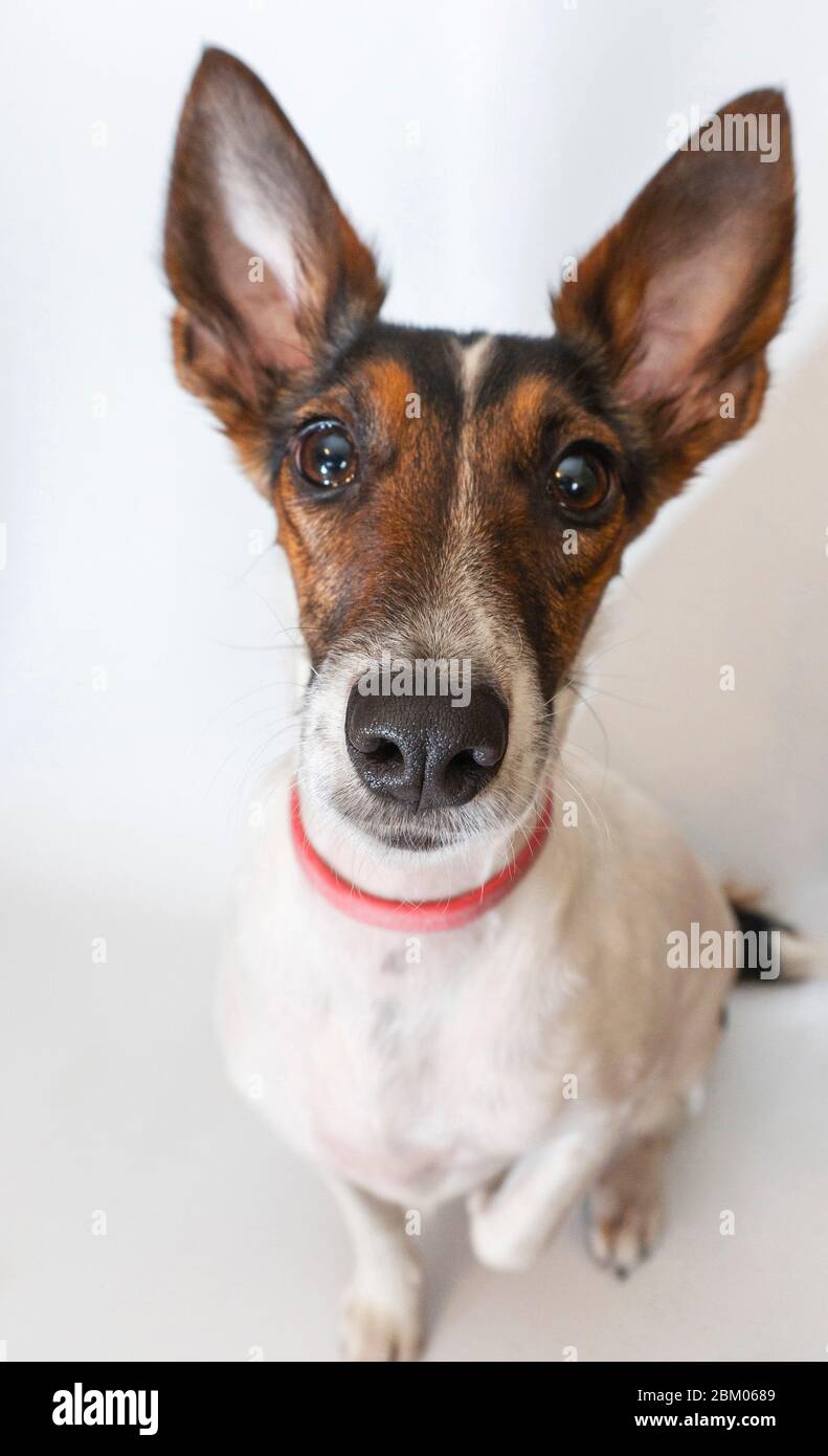 Parson russell terrier dog with erect ears. Funny face with a question ...