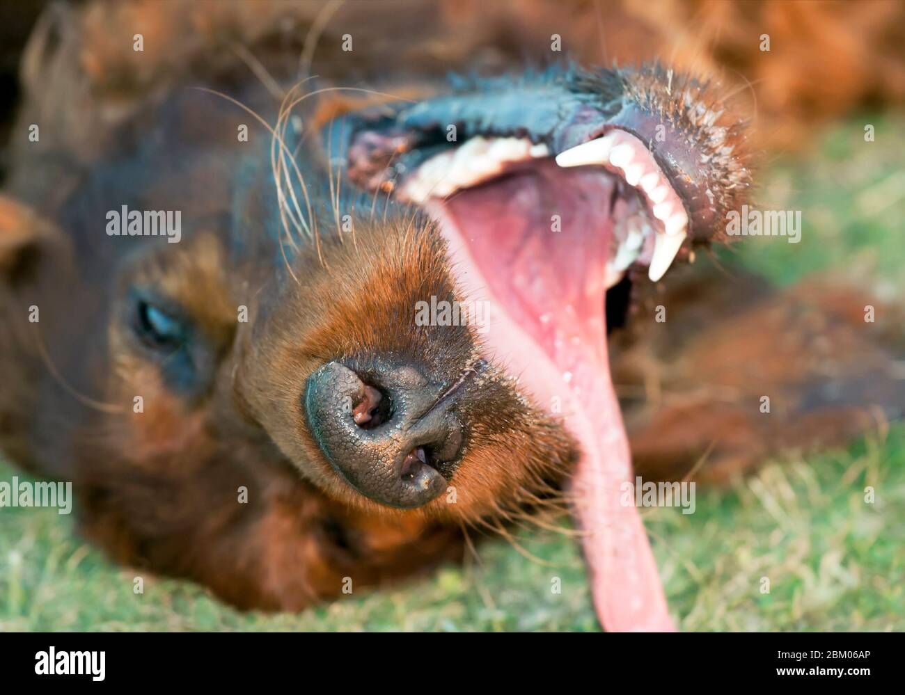 Funny happy irish setter pet dog puppy laughing Stock Photo - Alamy