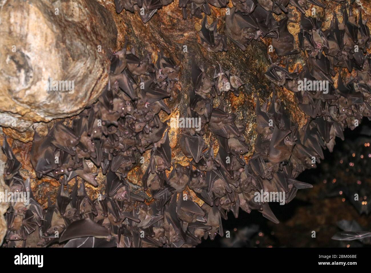 Colony of bats, hanging from the ceiling of Goa Lawah Bat Cave Temple ...
