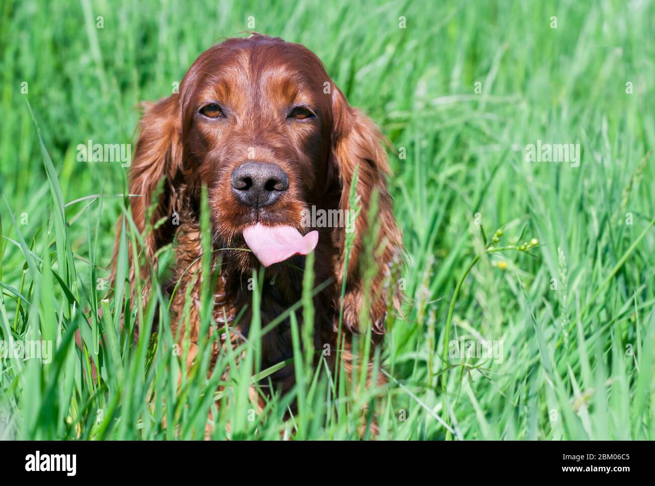 Funny happy irish setter pet dog sitting in the grass and showing his ...