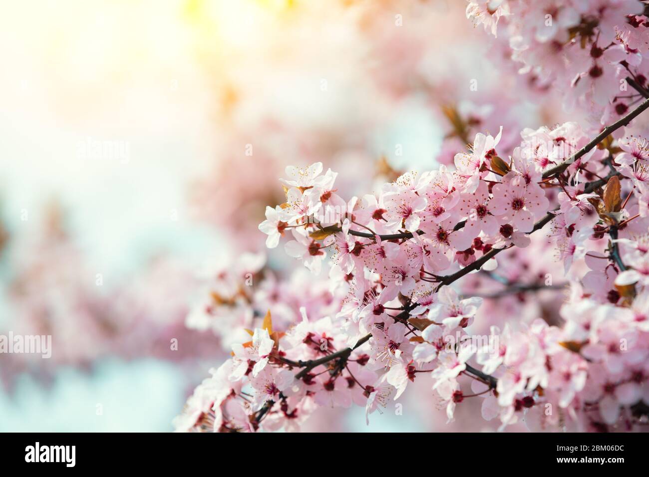 Cherry blossom magic hi-res stock photography and images - Alamy