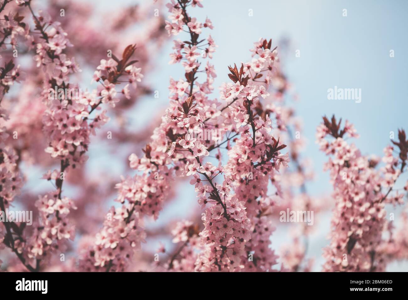 Pink blooming cherry tree branch. Cherry orchard. Spring nature ...