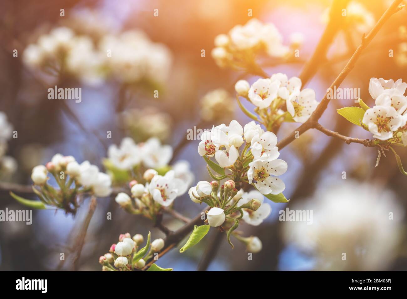 Branch of a blossoming pear tree. Spring nature background Stock Photo ...