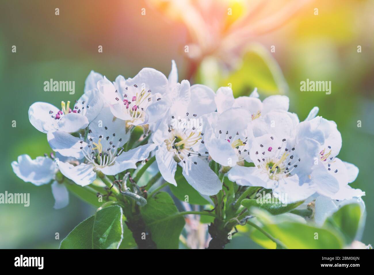 Pear tree spring hi-res stock photography and images - Alamy