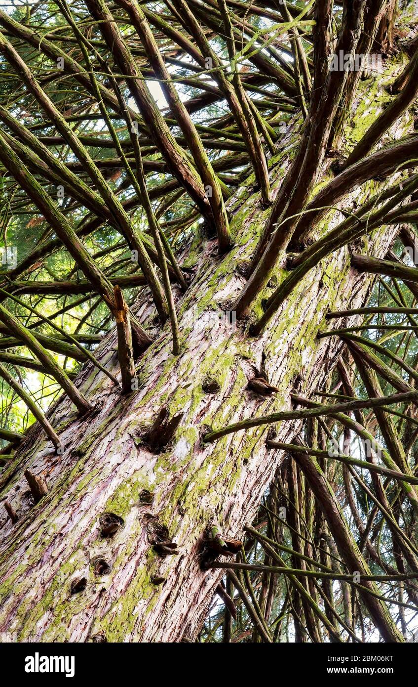Climate change, global warming concept - leafless giant redwood dry ...