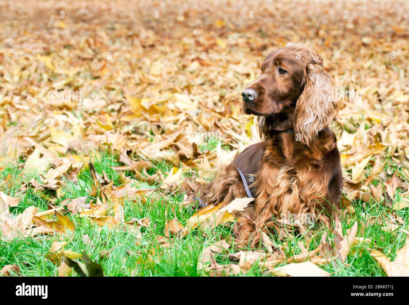 Red Setter Autumn Leaves High Resolution Stock Photography and Images ...