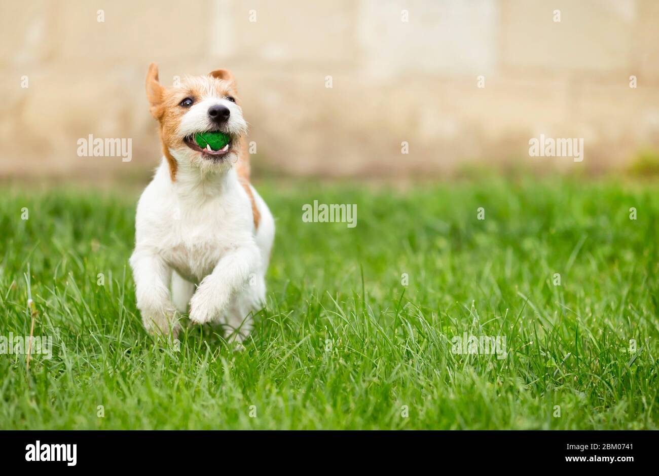 Smiling jack hi-res stock photography and images - Alamy