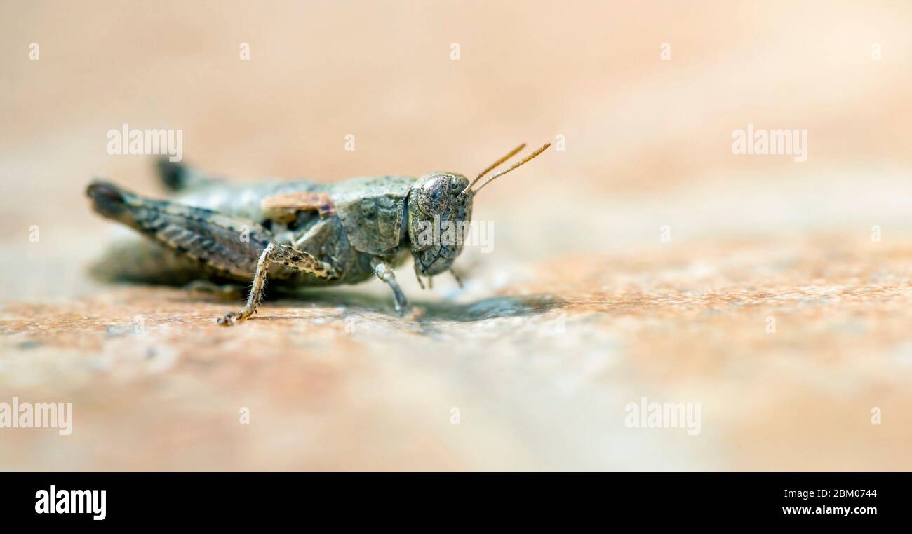 Brown locust insect resting on the ground, web banner, background Stock ...