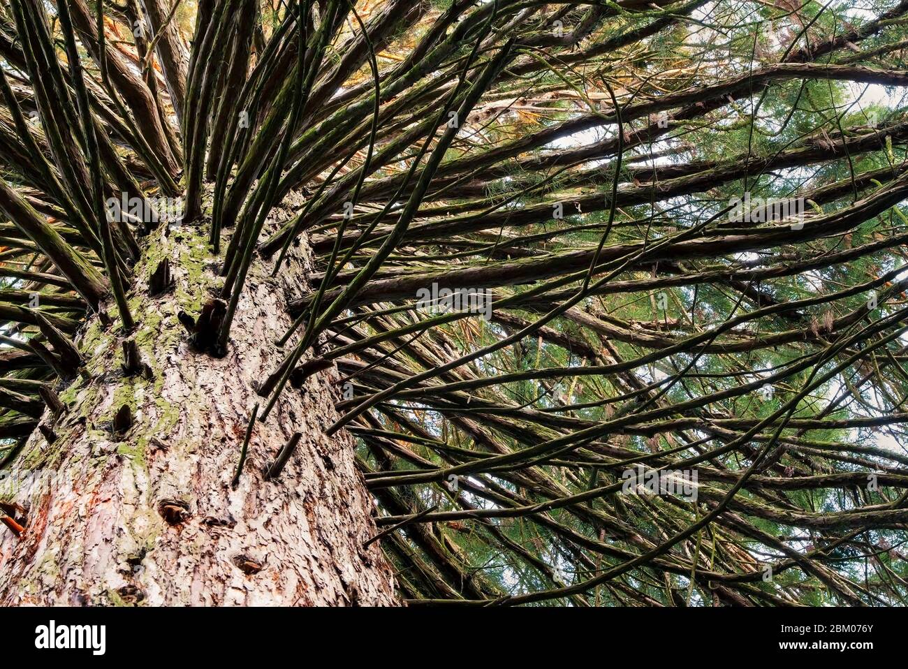 Close-up of a giant redwood old big tree Stock Photo - Alamy